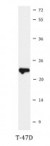 anti-MUC1 / EMA antibody-ARG41985