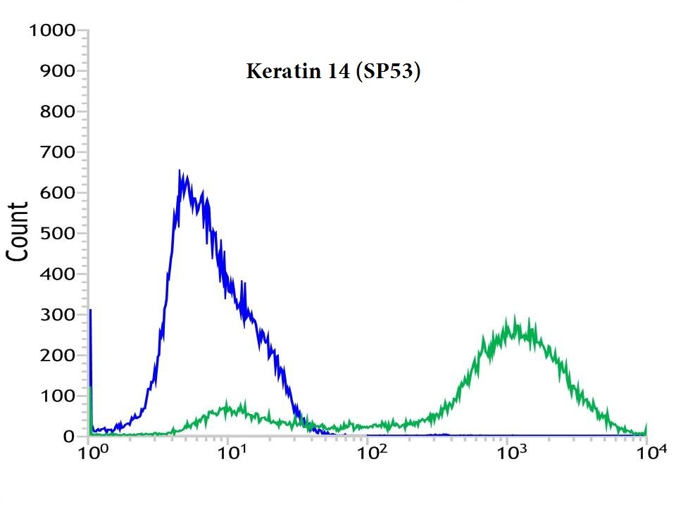 anti-Cytokeratin 14 antibody [SP53]-ARG53180